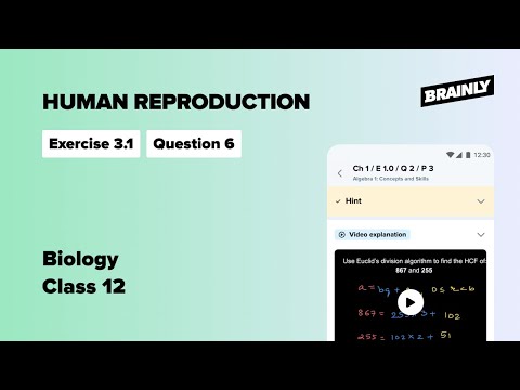 What is spermatogenesis? Briefly describe the process of, Class 12 , Biology, Ex. 3.1, Q.6