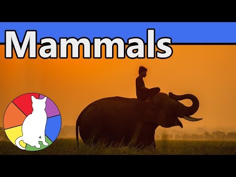 Mammals | Animal Fact Files