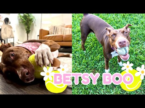 Dog for adoption - Betsy Boo the Fetch Queen, a Pit Bull Terrier ...