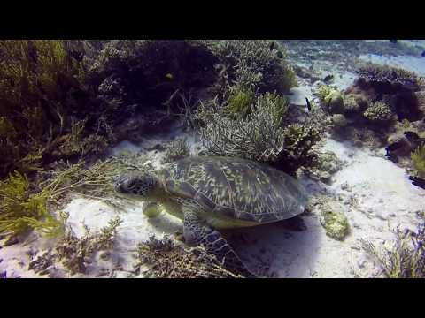 Indonésie 2018 - KOMODO FLORES
