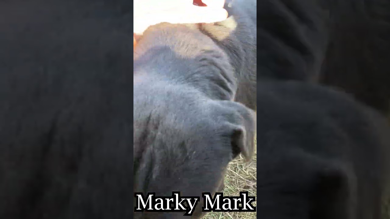 Marky Mark is Available for adoption at FCHSMO.org