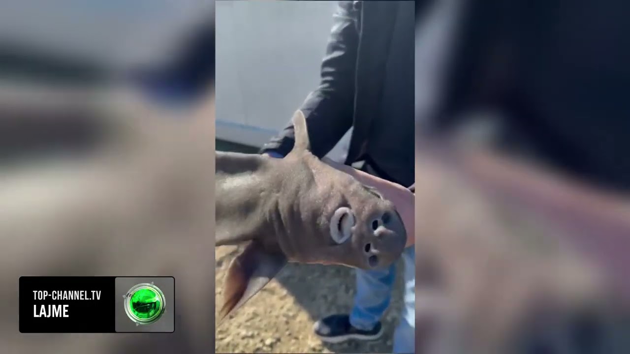 Top Channel/ Kapet peshkaqeni “Derr” në ujërat e Vlorës - Top Channel