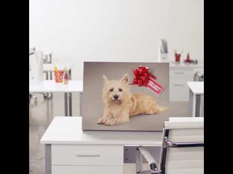 Canvas Print of Your Pet, You Deserve It!