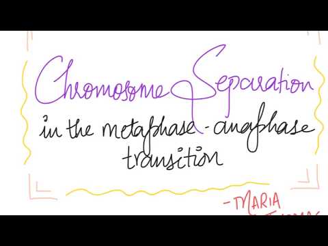 The Tragic Tale of Chromosome Separation during Anaphase