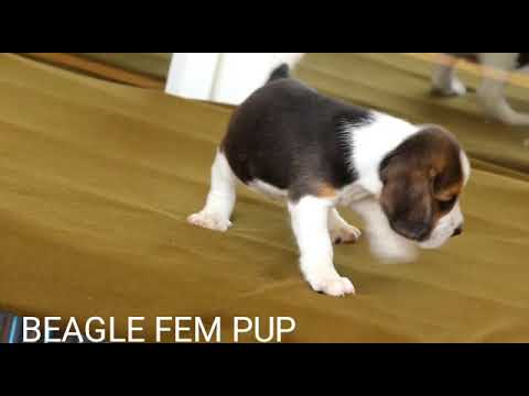Begale Puppies for sale in Pune |  8180093556 | Pune Dog Kennel | dog price in Pune | Pune pet sale