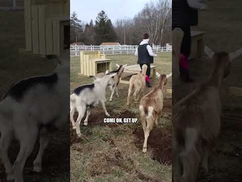 No Couch Potato Goats here
