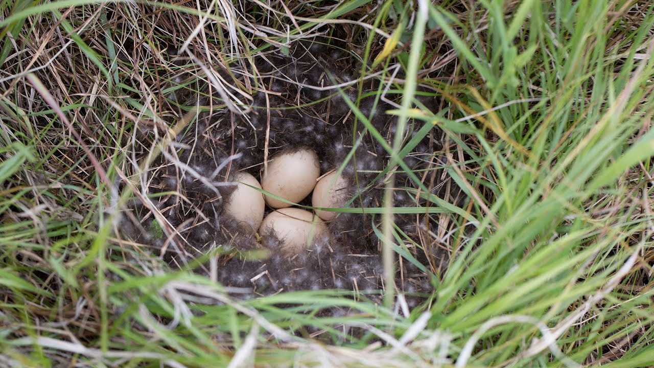 Duck Nests - NDGNF
