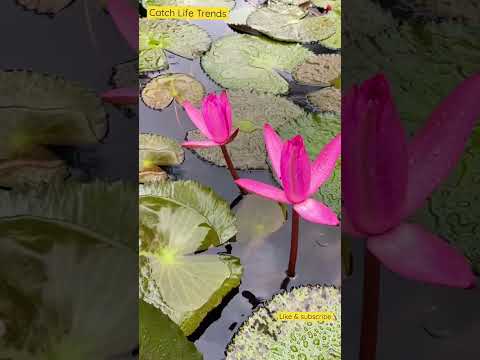 Water Lily Facts That Will Make You Love Them Even More #lilly #waterlillie #nature #shortsfeed