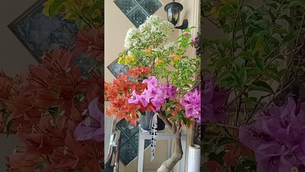 Sell ​​live bougainvillea flowers