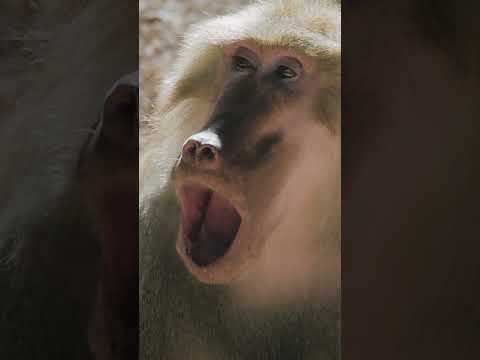 Monkey Funny Video Shortsπππππ