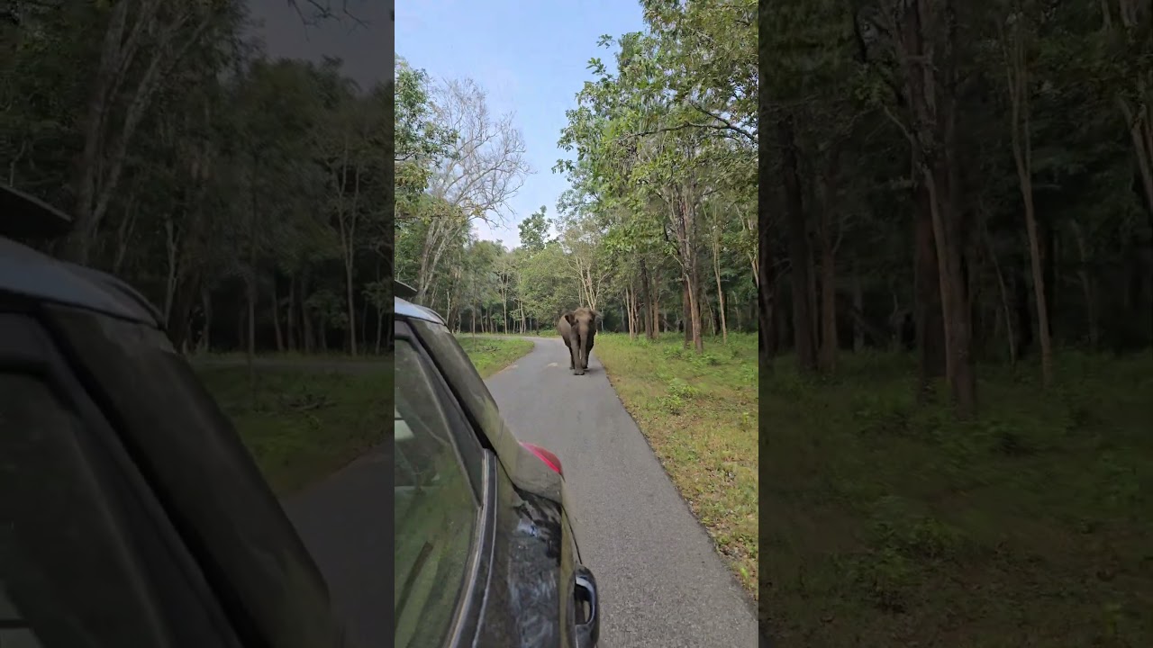 Elephant mock charge #wildlife #thesafariguideindia #nature #nagarholenationalpark