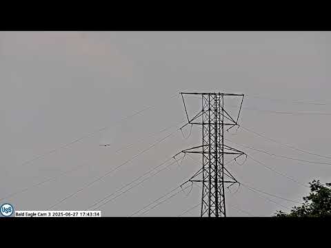 USS Bald Eagle Cam 3 on 6-27-25 @ 17:43:23 Ocho flies off Far south tower beautiful flying
