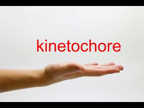 How to Pronounce kinetochore - American English