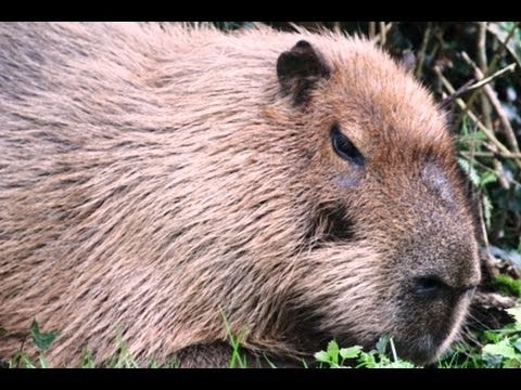 WORLD'S LARGEST RODENT!