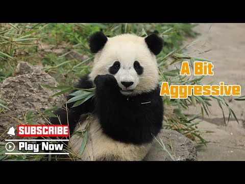 【Super Panda】Episode 316 Are Giant Pandas Aggressive? | iPanda