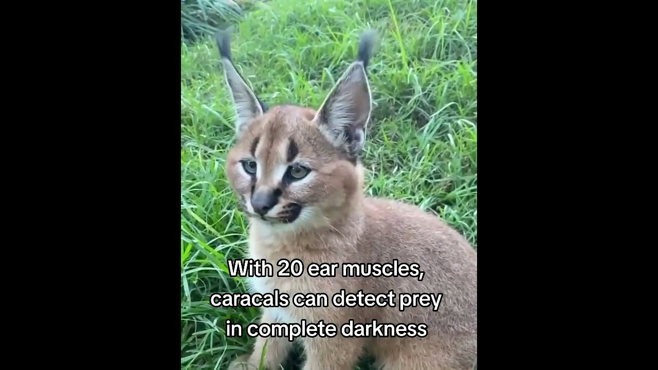 Pls Look At These Incredible Ears😲