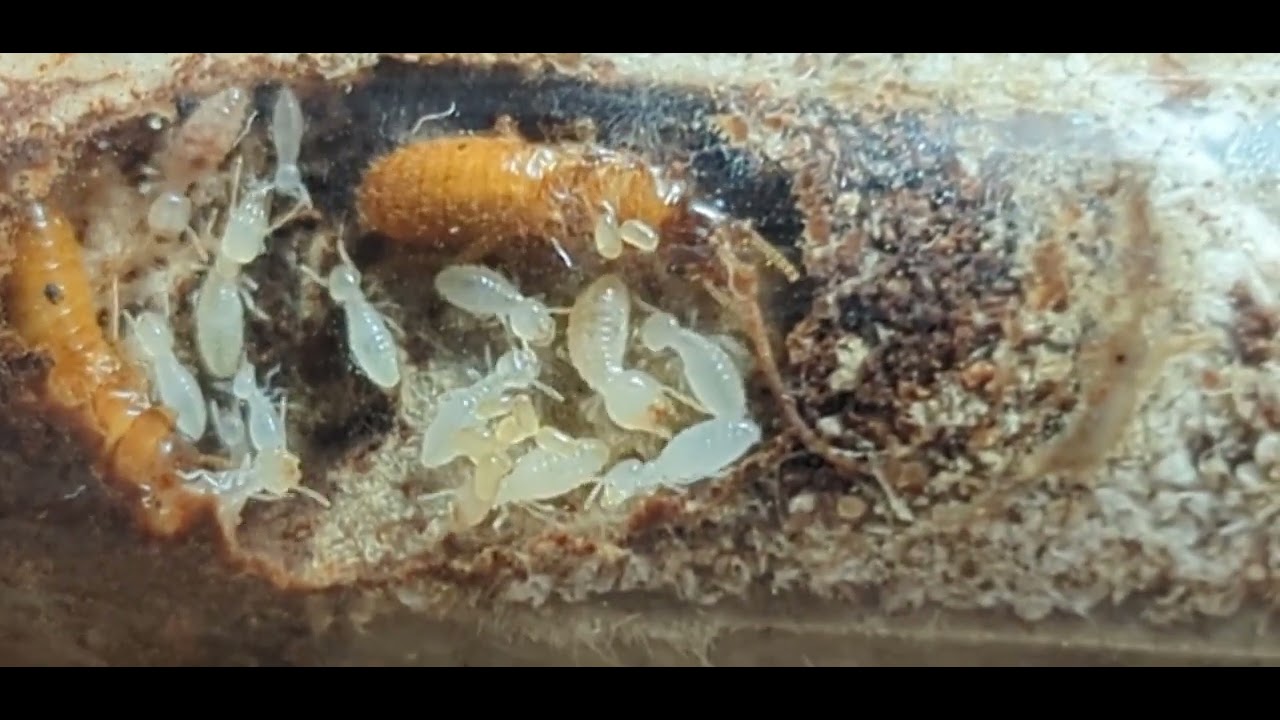 Coptotermes formosanus incipient colony #1