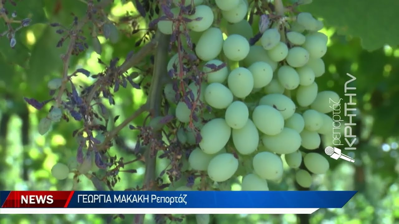 Κρήτη: «Μαύρες» γιορτές για τους αγρότες με τις κουτσουρεμένες ...