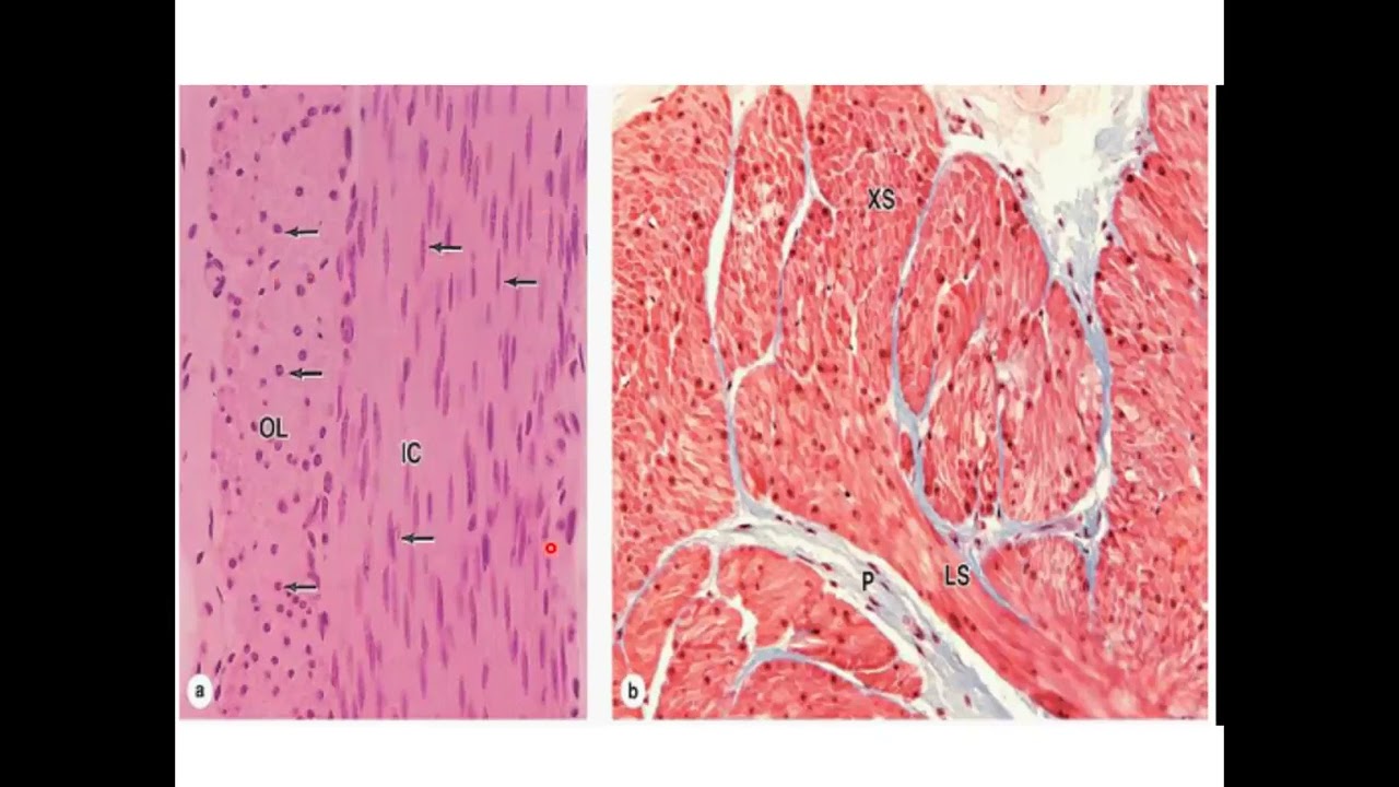 Muscle Tissue Part 3 smoothmuscle,Fascia & Tendon
