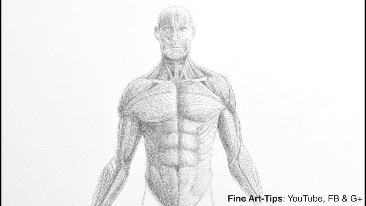 How to Draw a Male Torso - Anatomy Drawing