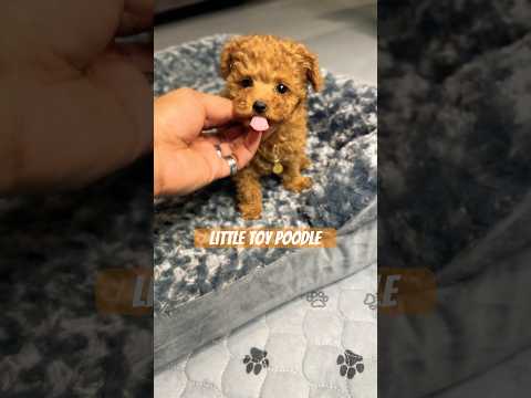 My Toy Poodle owns the bed! #puppy #cutepuppy #toypoodle