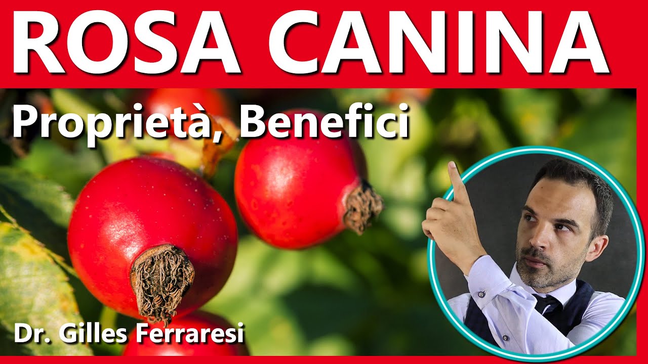 Rosehip | Properties, Benefits | Skin, Colds, Beauty, Health