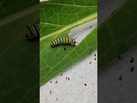 How to Raise Monarch Butterfly Caterpillars - Saving Pollinator Bees & Butterflies -Garden Hobby POV