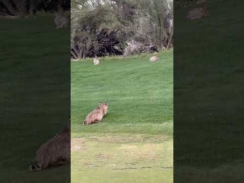 Bobcat Divides & Conquers #natureismetal #keepnaturemetal #bobcat