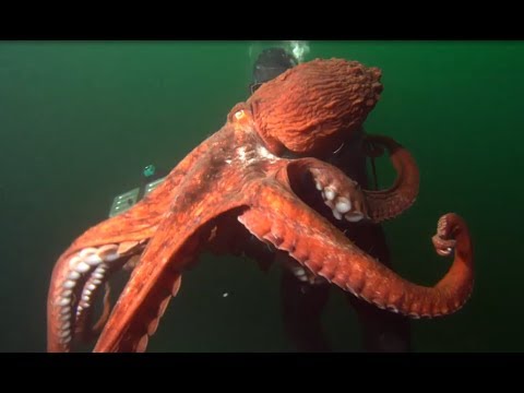Facts: The Giant Pacific Octopus