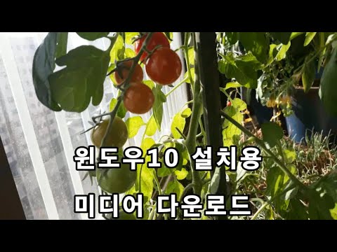 윈도우10 설치, 설치용미디어 다운로드