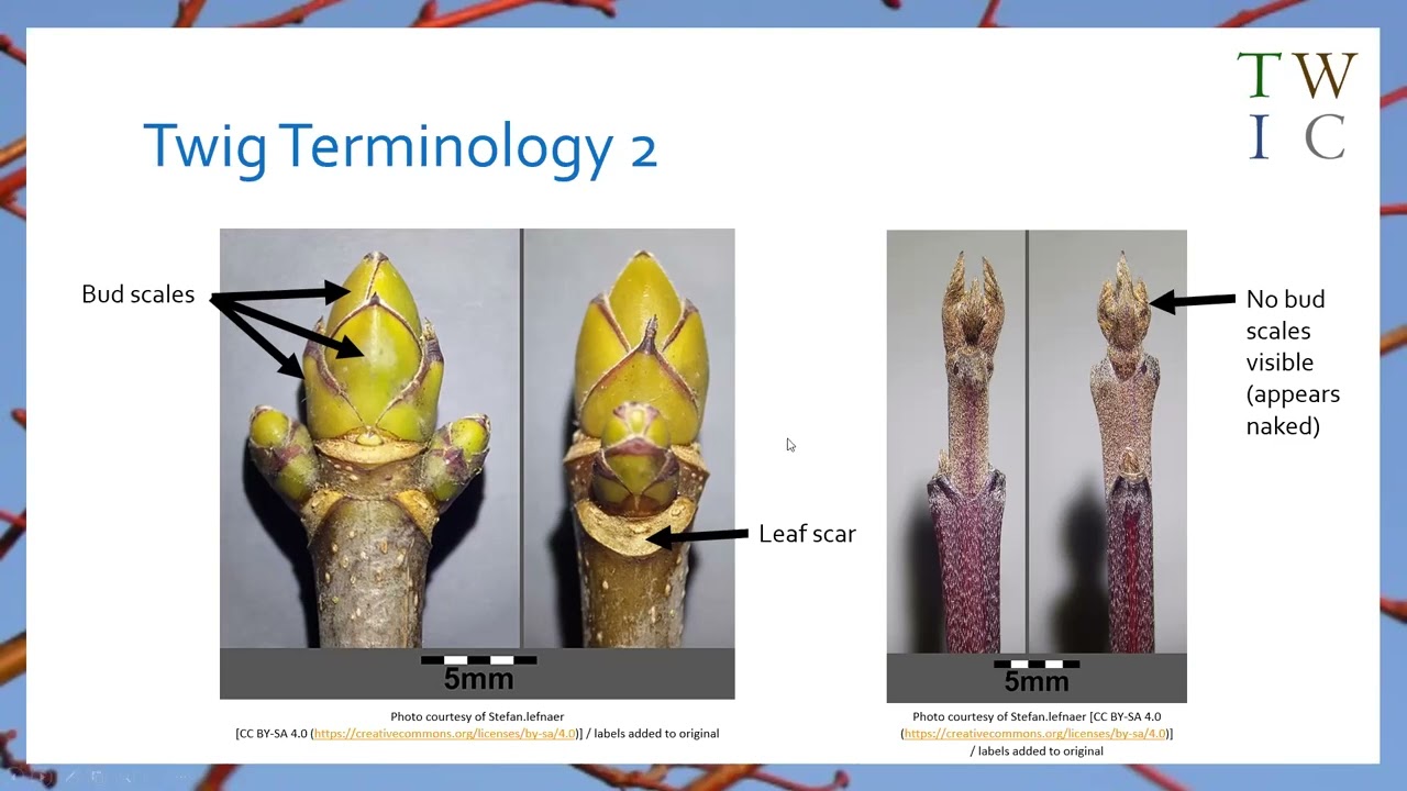 Winter Trees - Natalie Harmsworth