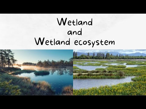 What is a wetland? What is wetland meaning? What is a wetland ecosystem?