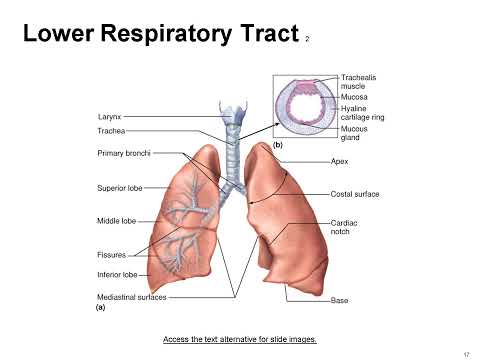 Mastering Medical Terminology Chapter 13: Respiratory System