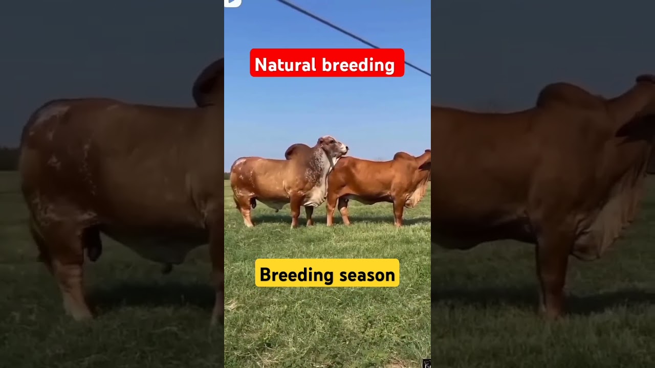 natural breeding sharoo and Rani