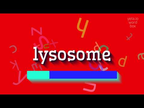 How to say "lysosome"! (High Quality Voices)