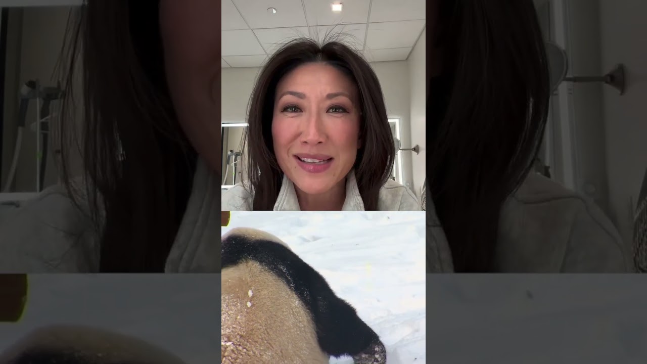 Up close with the new pandas at the National Zoo | NBC4 Washington