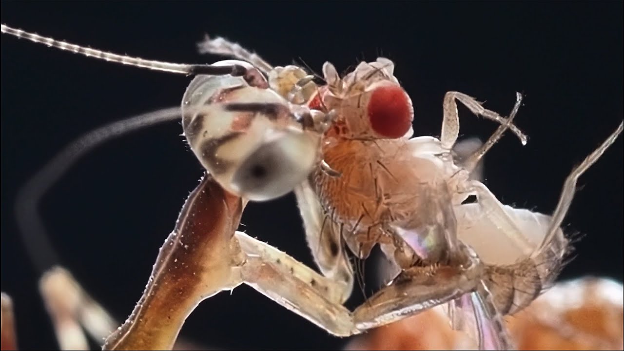 Baby Mantis Eats a Juicy Fruit Fly