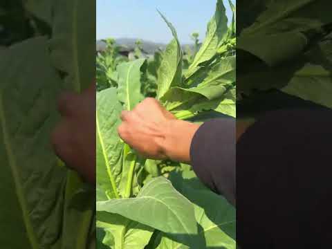 ST 95097017441211 mini rotary tillage and ridging all-in one tree ridging all-in one tree