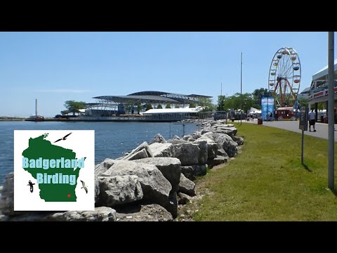 Birds of Summerfest (The World's Largest Music Festival)