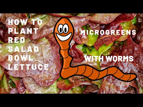 How To Plant Red Salad Bowl Lettuce Microgreens In 1010 and 1020 Trays With Worms To Prevent Mold
