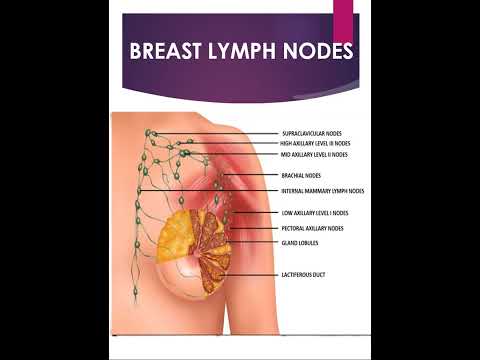 BREAST LYMPH NODES #lymph #shorts #physiology