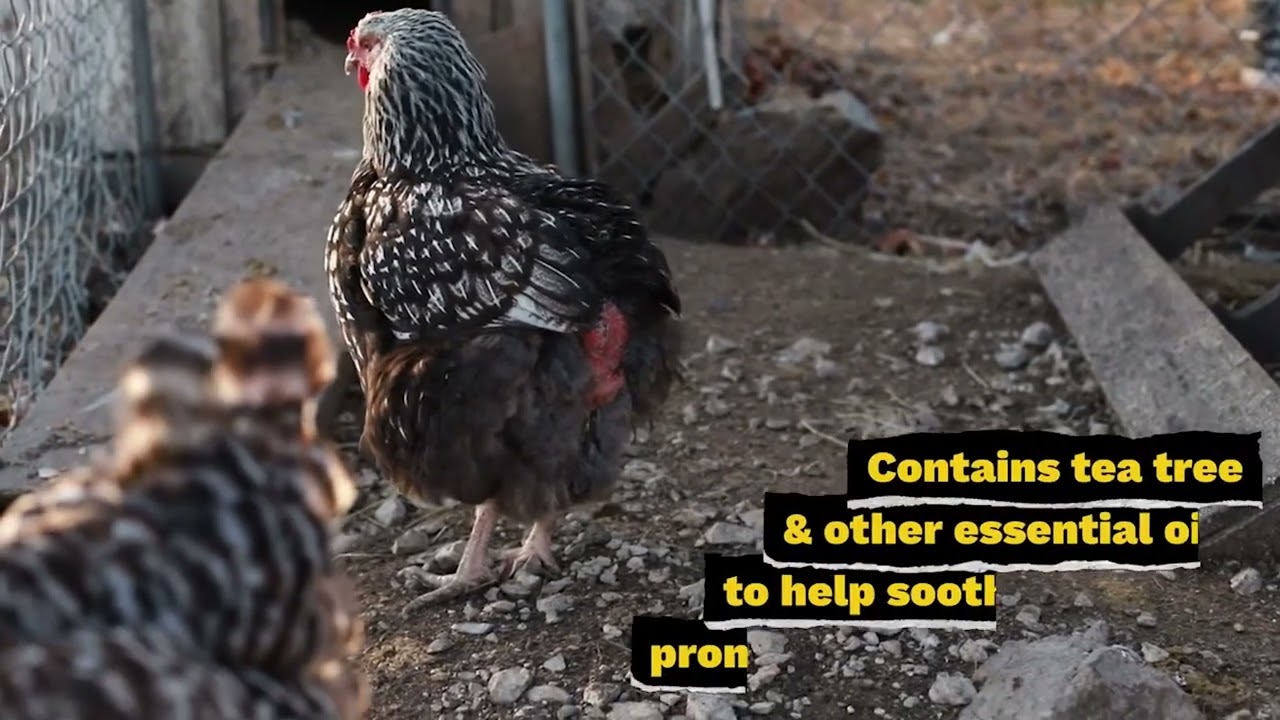 How To Stop Pecking & Cannibalism in Your Flock - from Durvet & ValleyVet.com