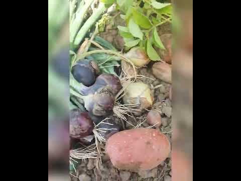 vegetables picking farm Dormagen Germany #vegetablesfarm #dormagen #germany #deutschland