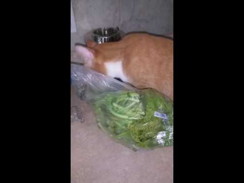 Stinkers loves mustard greens.