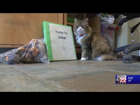 A fresh season brings new needs to local animal shelters