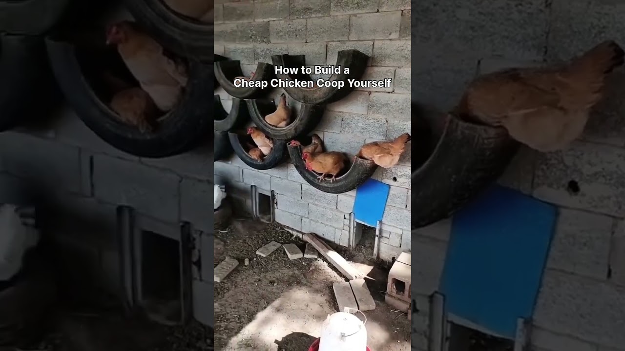 How to Build a Cheap Chicken Coop Yourself