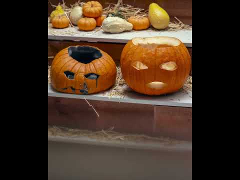 How to Preserve your Carved Pumpkin with Clorox Bleach