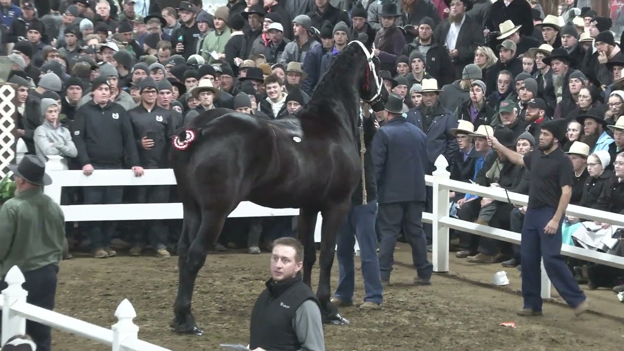 Center Ridge Ben - Four Year Old Gelding