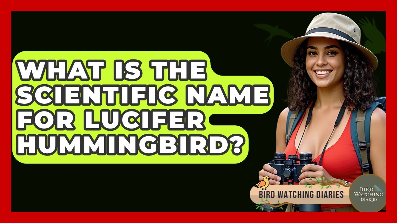 What Is The Scientific Name For Lucifer Hummingbird? - Bird Watching Diaries
