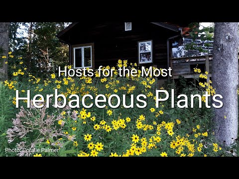 Hosts for the Most: Herbaceous Plants